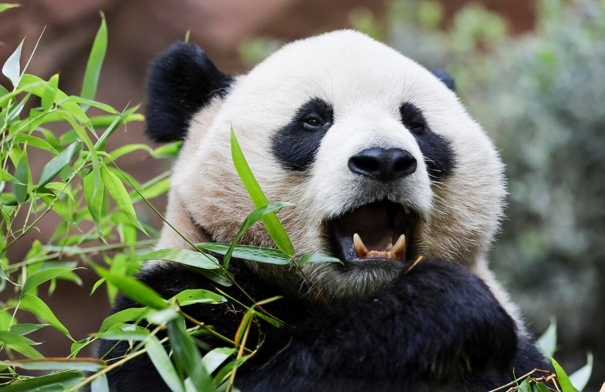 El Zoo de San Diego presenta a Xin Bao y a Yun Chuan, dos pandas ...