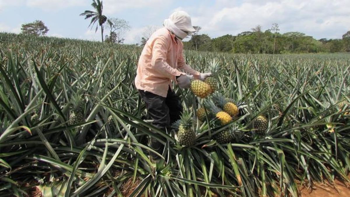 Analizan agroquímicos en producción de piña | La Prensa Panamá