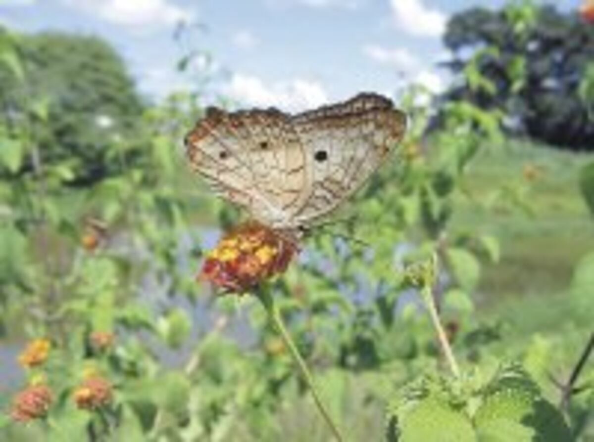 Maravillosas ‘alas con escamas’ | La Prensa Panamá