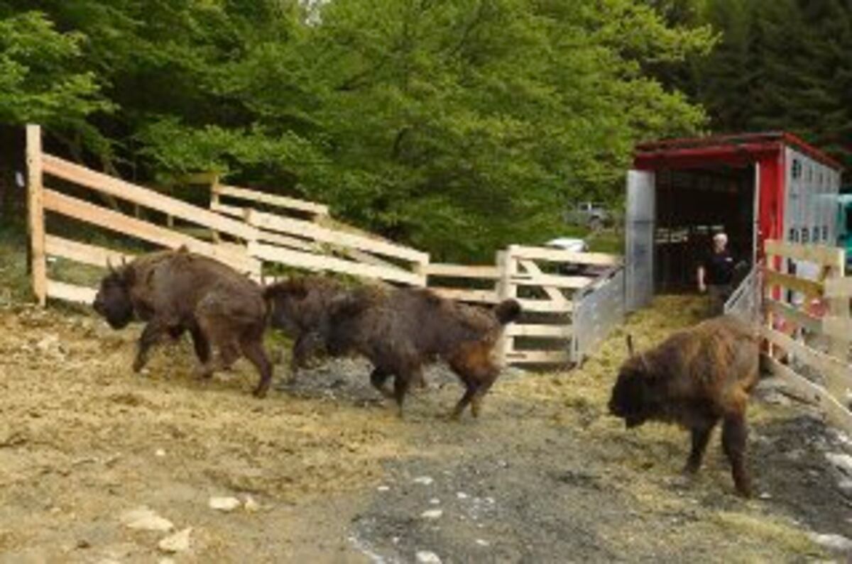 El bisonte europeo regresa a Rumania | La Prensa Panamá