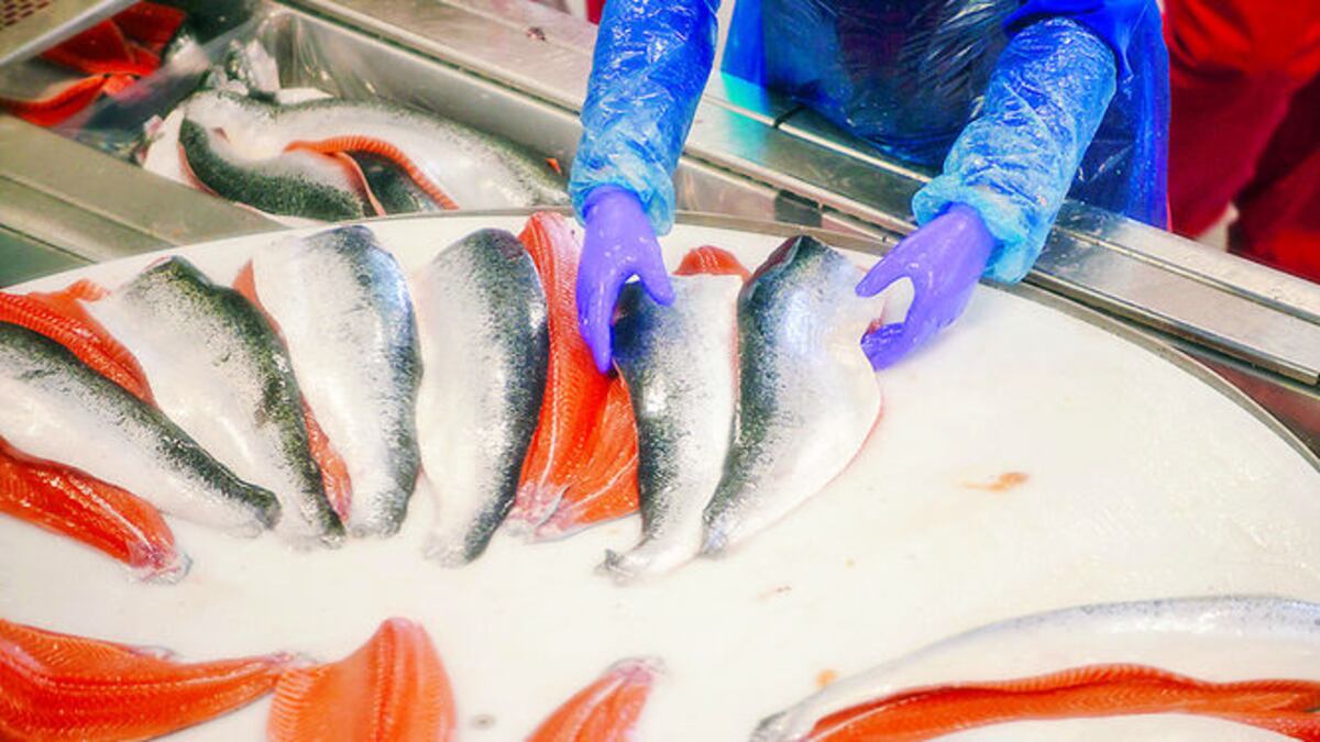 El salmón, el rey de la mesa | La Prensa Panamá