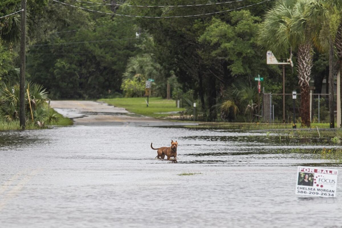 La tormenta tropical Elsa toca tierra en Florida | La Prensa Panamá