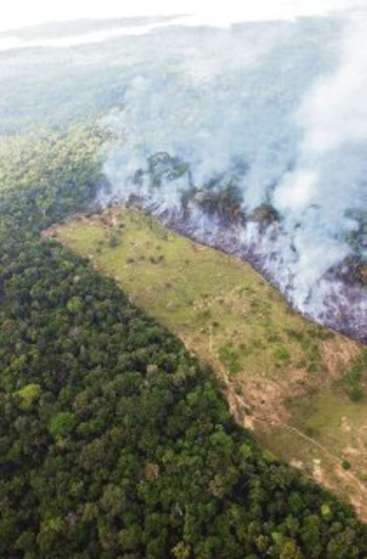 La Lyme de clima tropical | La Prensa Panamá