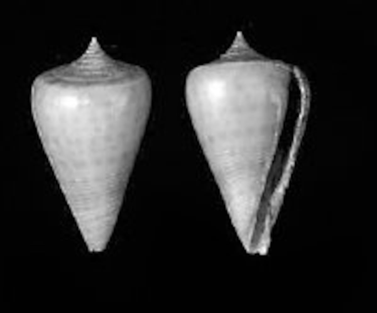 Caracoles y conchas, testigos de la evolución | La Prensa Panamá