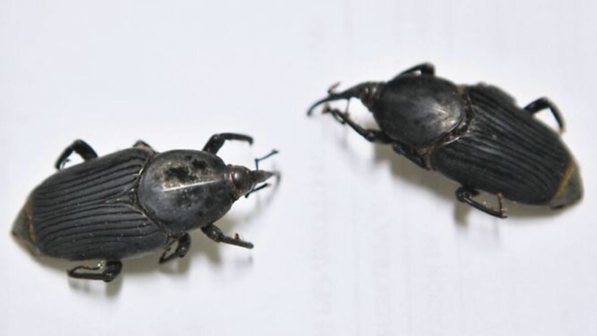 Picudo arrecia contra el cultivo de pifá | La Prensa Panamá