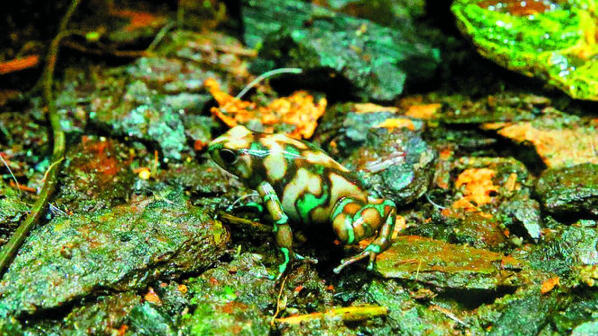 La recuperación de anfibios | La Prensa Panamá