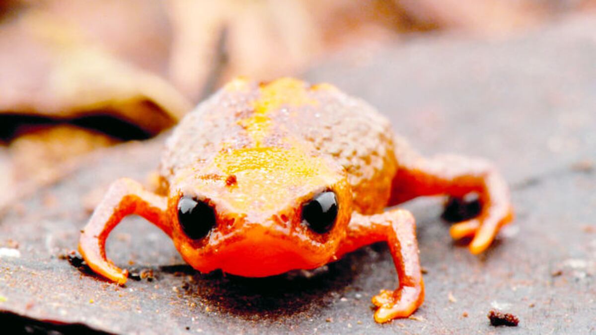 Descubren especie de sapo minúsculo en Brasil | La Prensa Panamá
