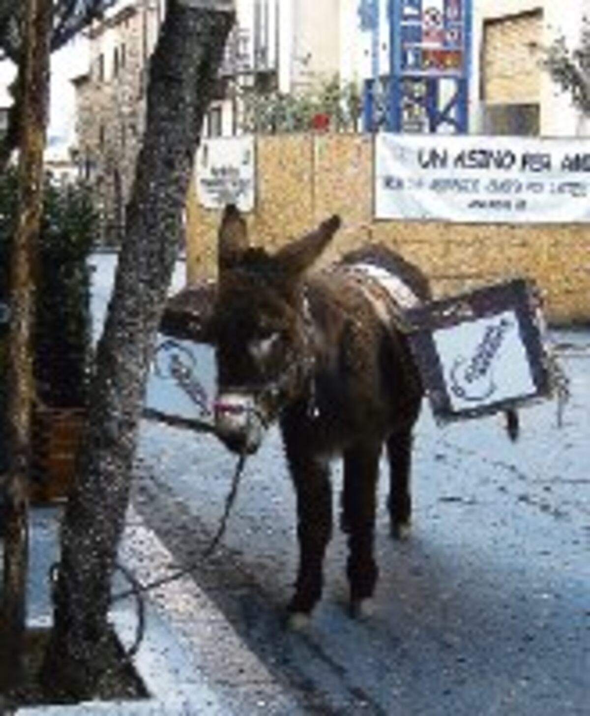 El burro y el nuevo desarrollo rural | La Prensa Panamá