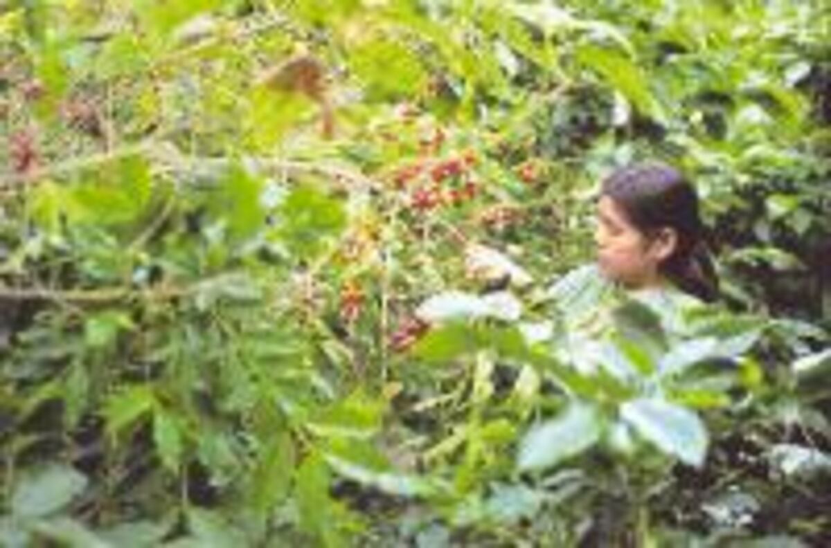 Crean planta de café descafeinado modificado genéticamente | La Prensa ...