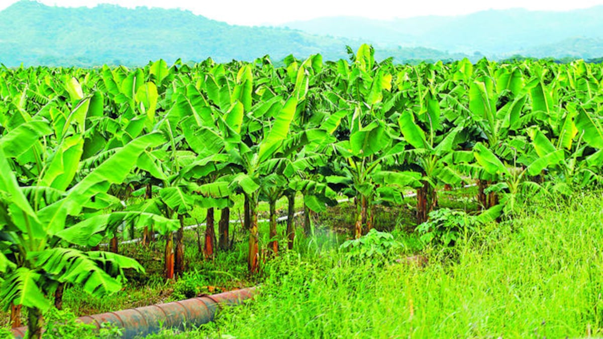 Del Monte será nuevo inquilino de bananeras | La Prensa Panamá