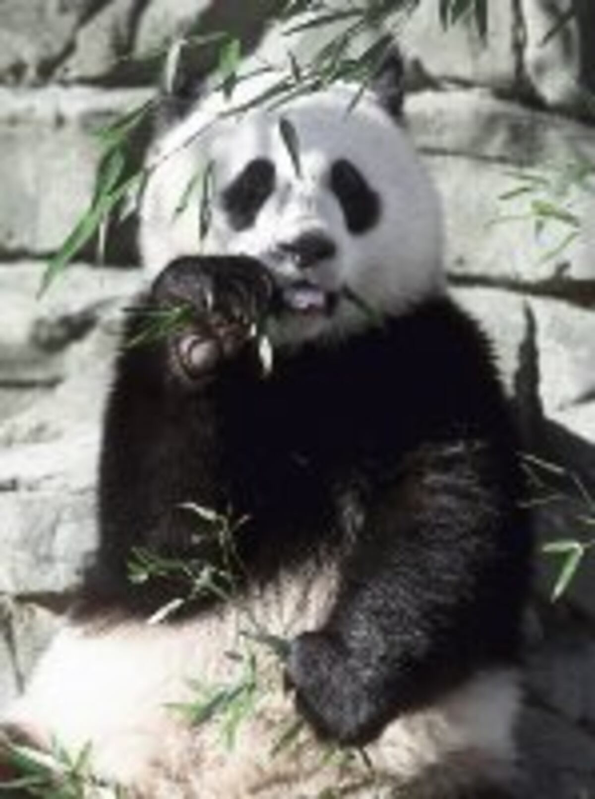 Genoma del panda | La Prensa Panamá