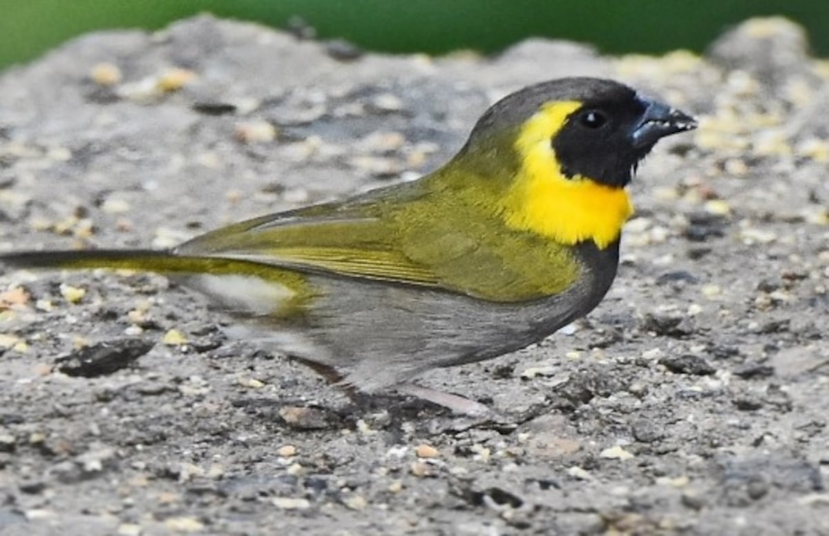 Declaran extinta ave canora que anidó en Florida y estaba en lista de ...