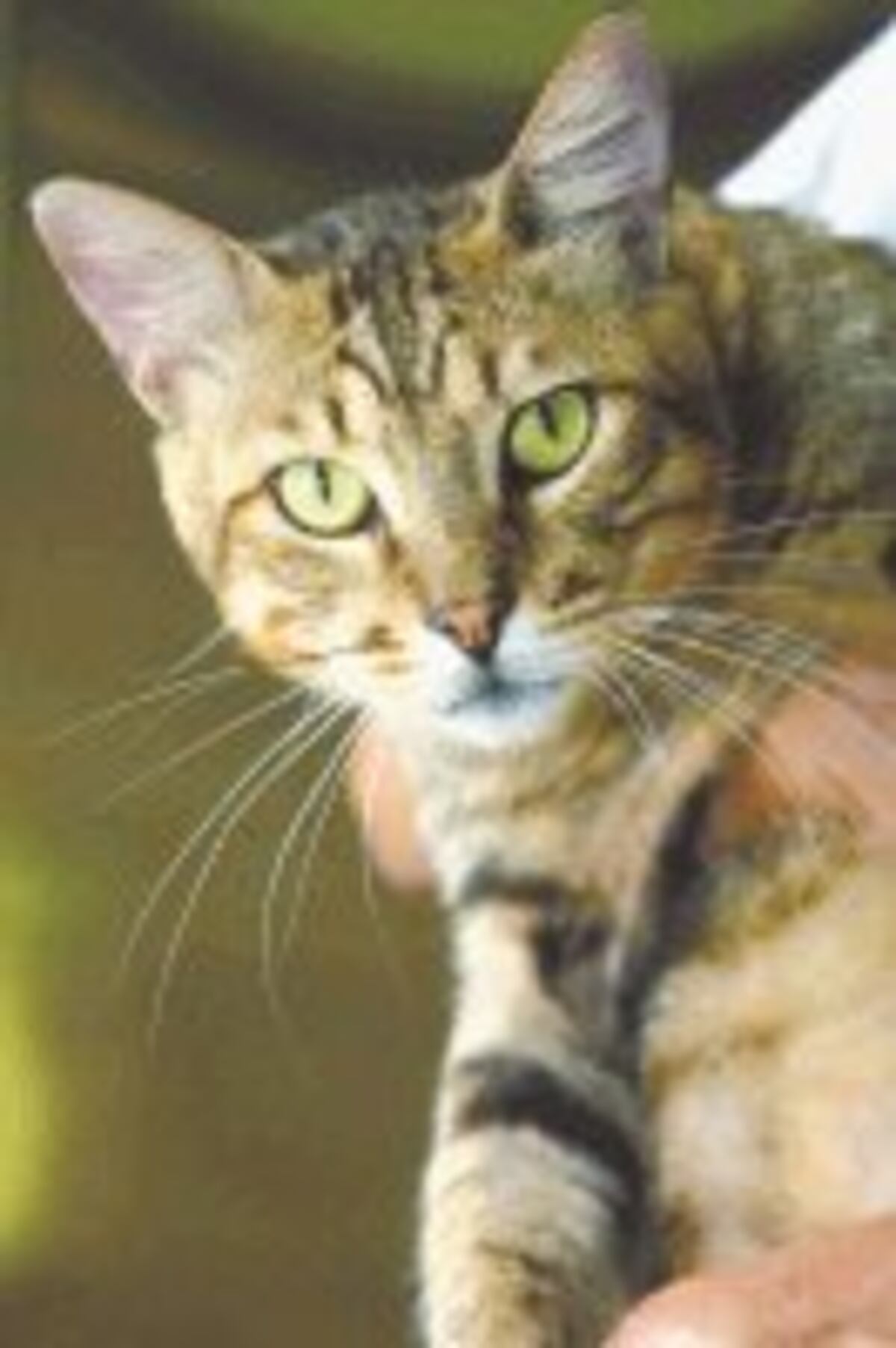Cata la nueva gata | La Prensa Panamá