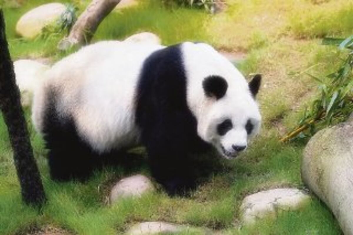 Pandas, en peligro | La Prensa Panamá