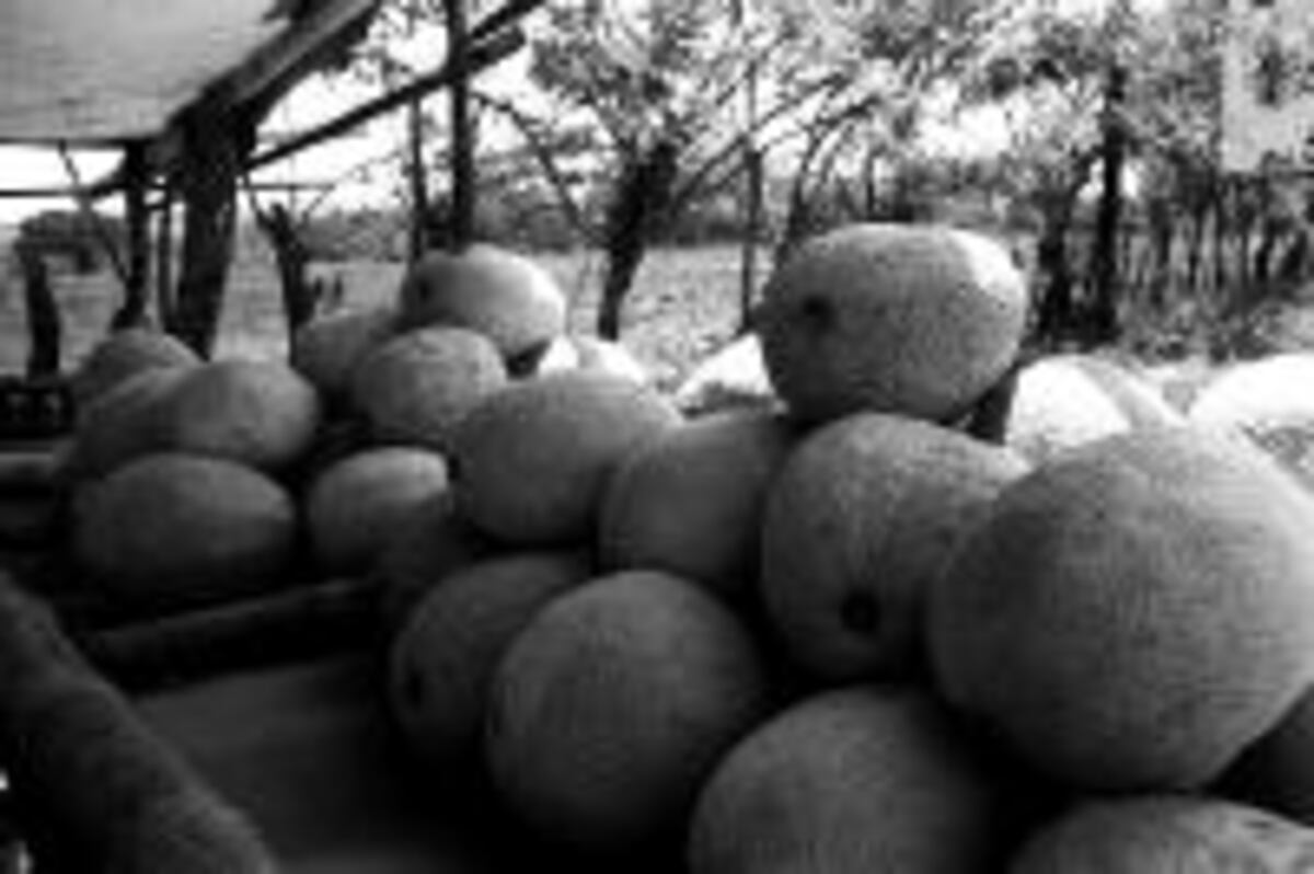 Melones para exportar | La Prensa Panamá