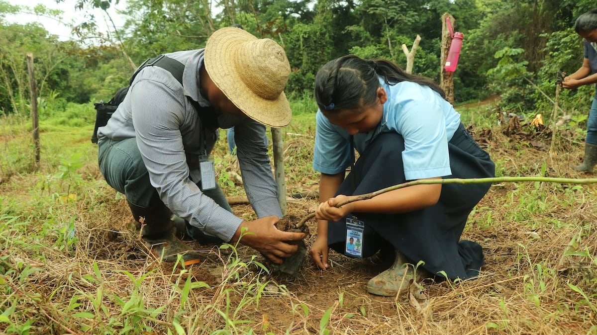 Canal de Panamá y comunidades reforestan la cuenca del río Indio con ...