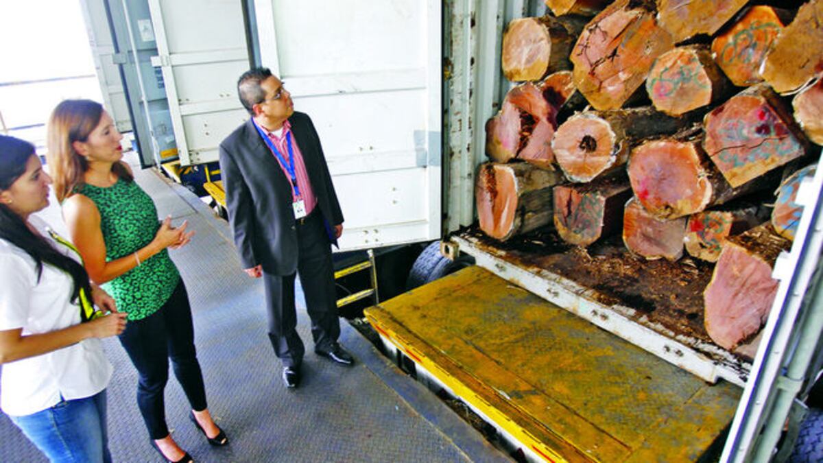 Incautan madera en Balboa | La Prensa Panamá