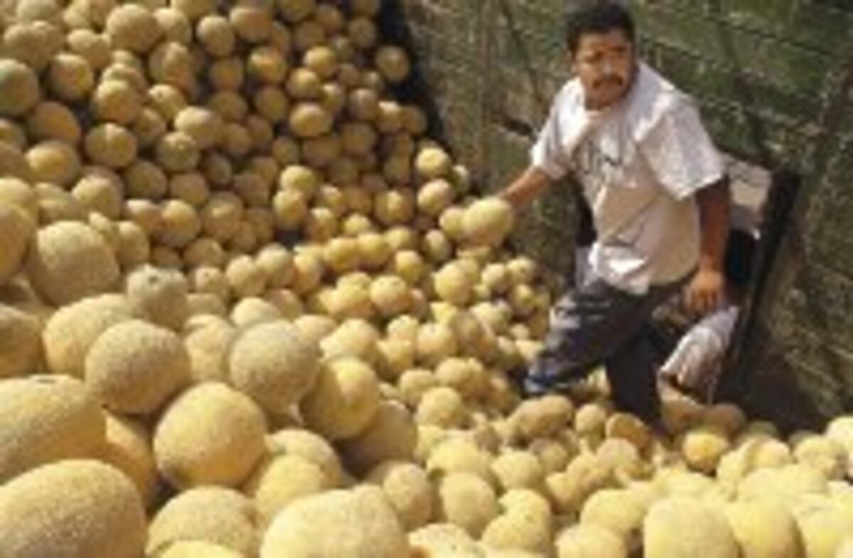 Mejoran vida comercial de melones | La Prensa Panamá