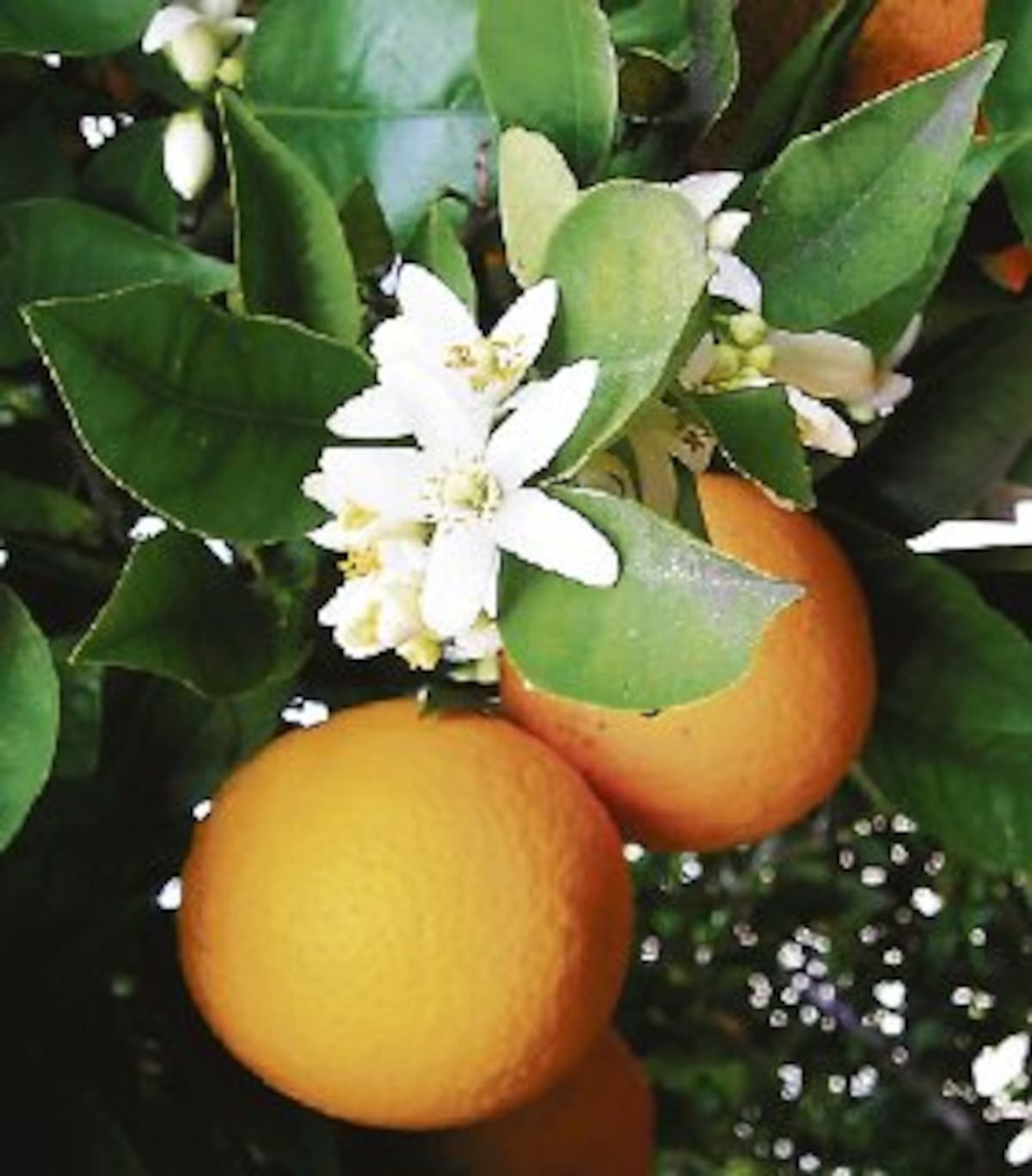 Origen de la naranja agria | La Prensa Panamá