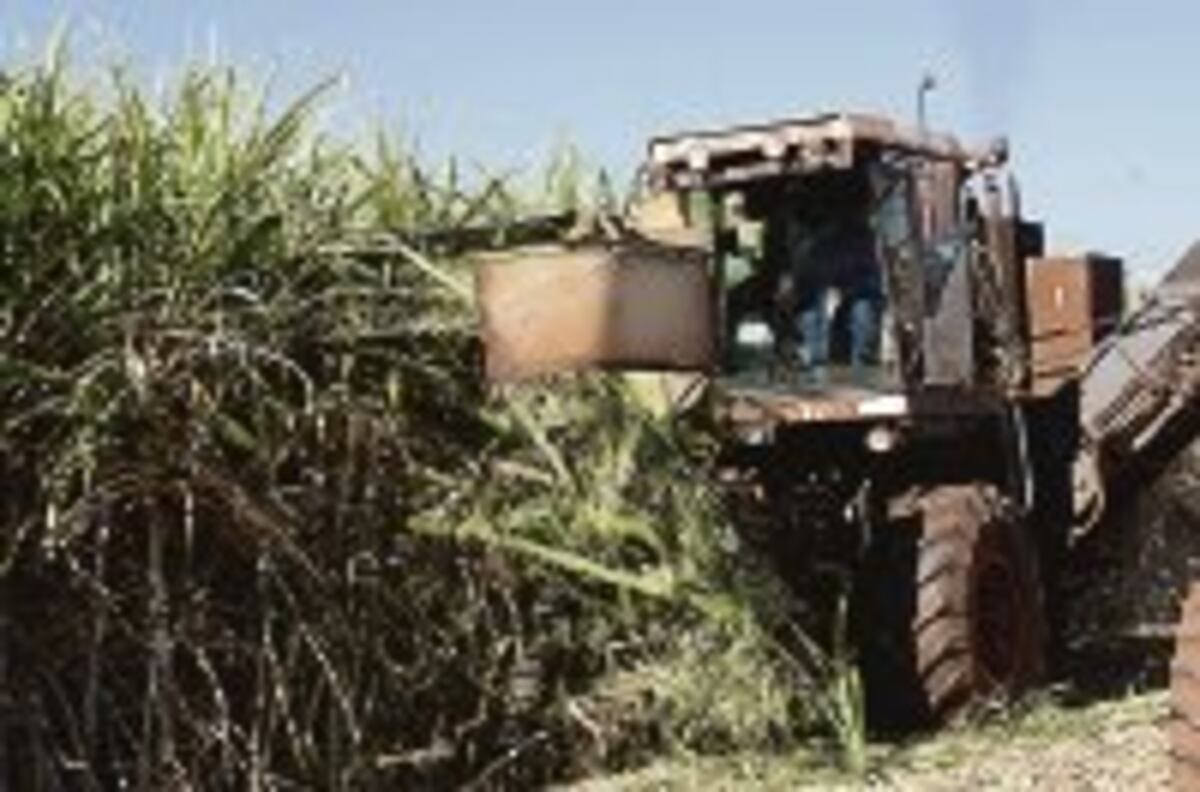 Producción de azúcar, en subida | La Prensa Panamá