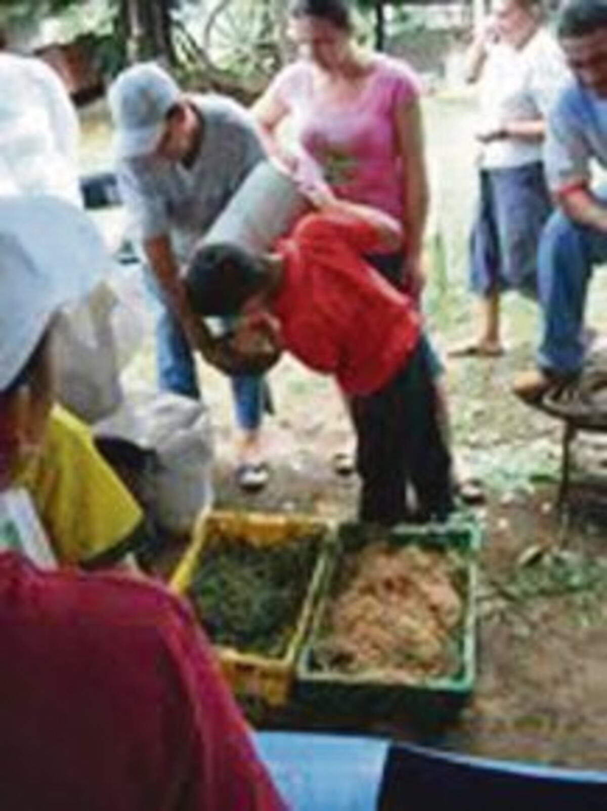 Compostaje, aprovechar todo | La Prensa Panamá