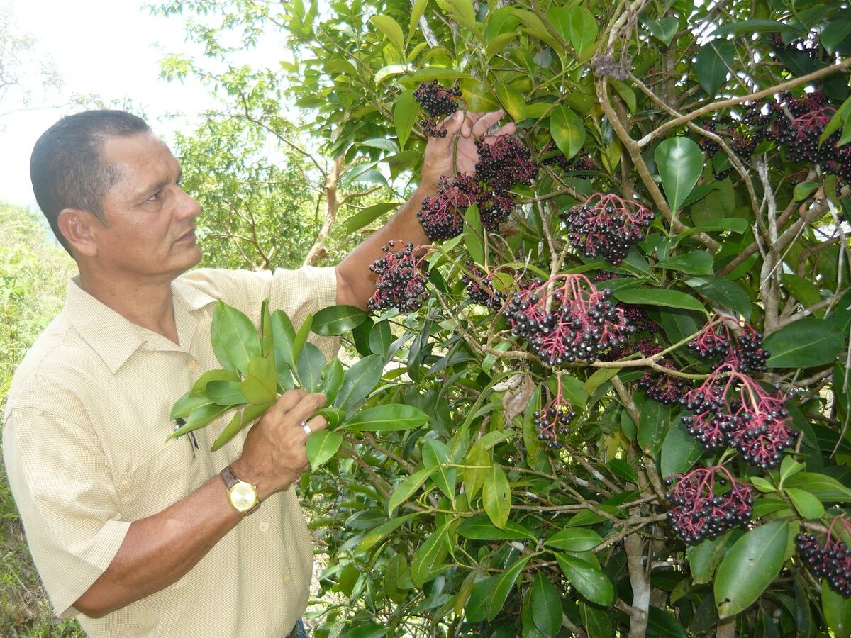Evalúan la biodiversidad de la reserva La Tronosa de Los Santos | La ...