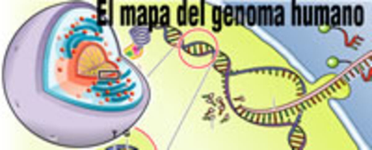 Completan mapa del genoma humano | La Prensa Panamá