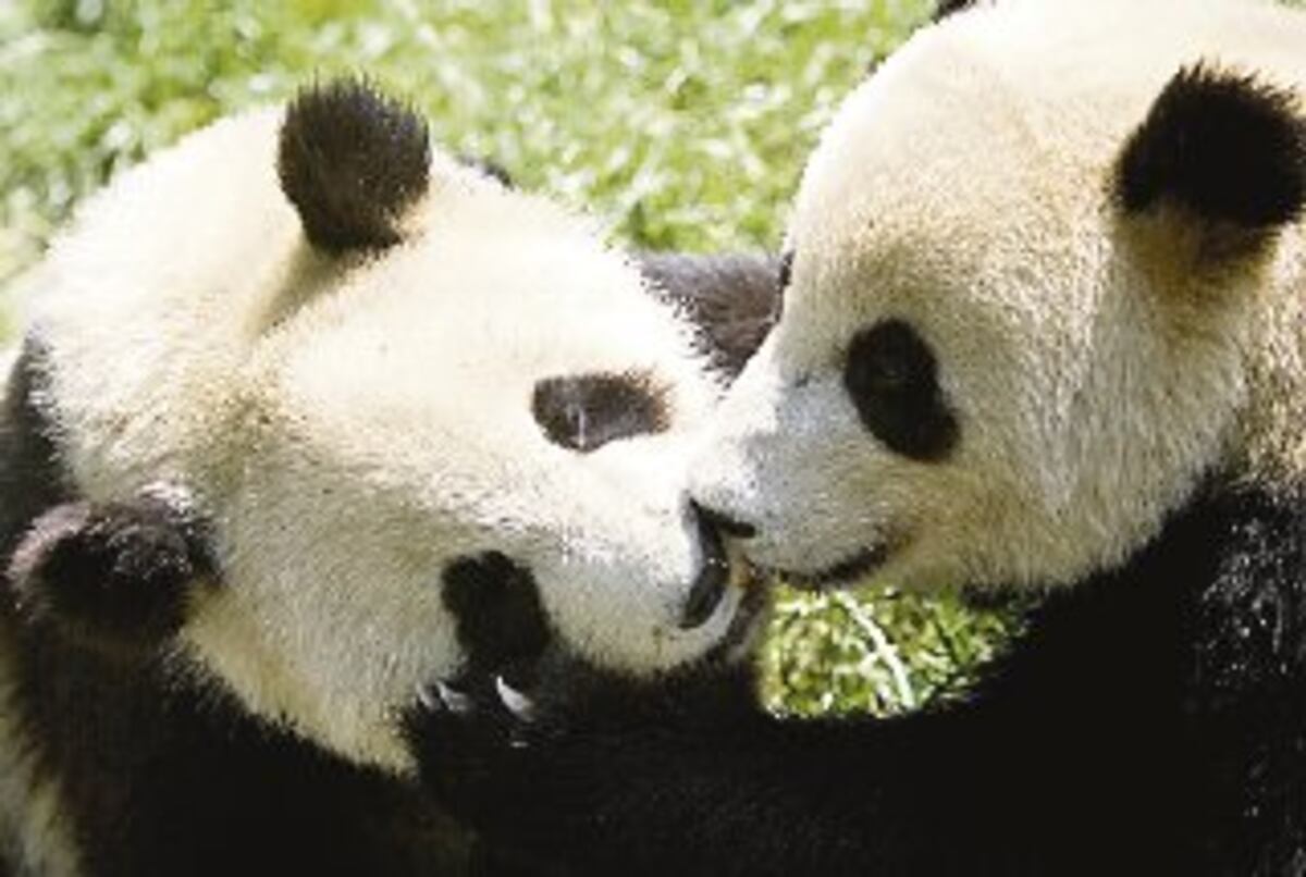 Un nuevo hogar para los panda | La Prensa Panamá