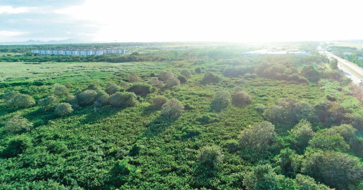 Humedal bahía de Panamá, a la espera de plan de manejo | La Prensa Panamá