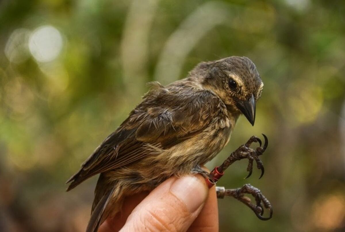 Avistan 18 nuevos polluelos del ave más rara de las Islas Galápagos: El ...